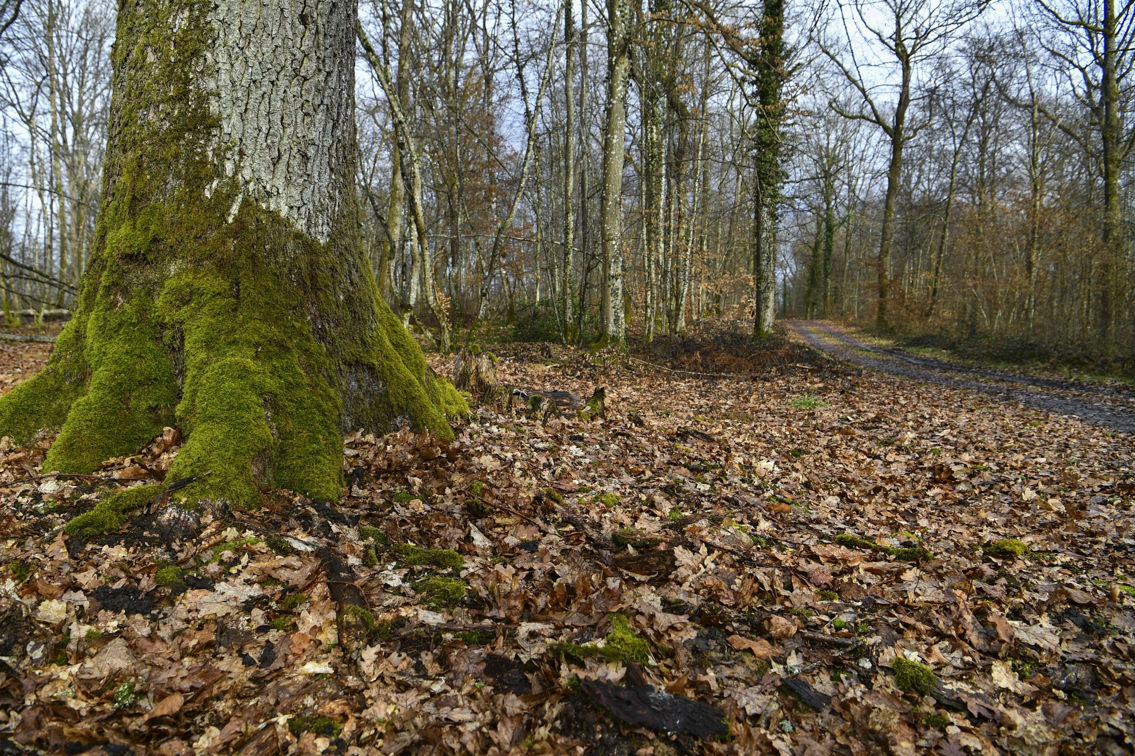 Affaire Carole Soltysiak : Iaco, le Sphinx et l’ombre de Francis Heaulme